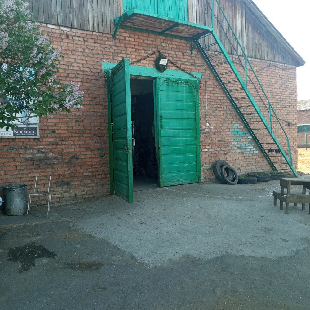At ve binicilik kulüpleri На Коне, Krasnoyarsk, foto