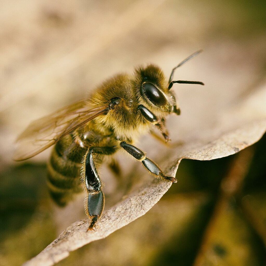 Bal ve arıcılık firmaları Natural Bashkir honey, İşimbay, foto