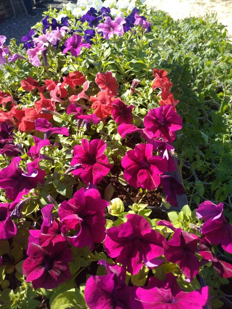 Seracılık Рассада для сада, Tiumen, foto