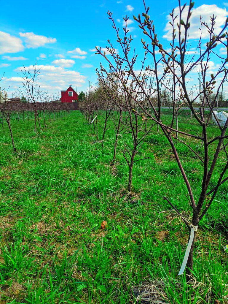 Fidan yetiştiriciliği Plodovochka, Moskova ve Moskovskaya oblastı, foto