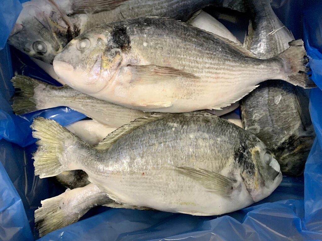 Balık ve deniz ürünleri Afish, Saint‑Petersburg, foto