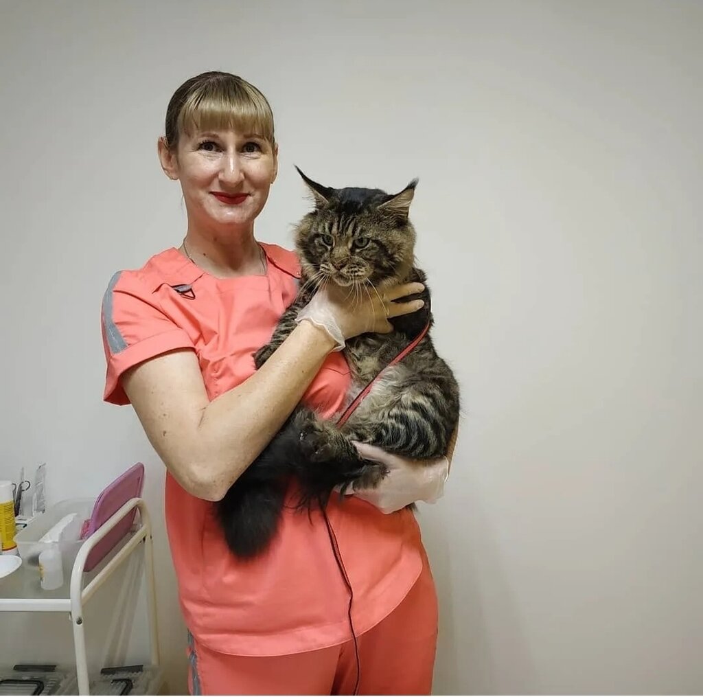 Veteriner klinikleri Рыжий Кот, Krasnodarski krayı, foto