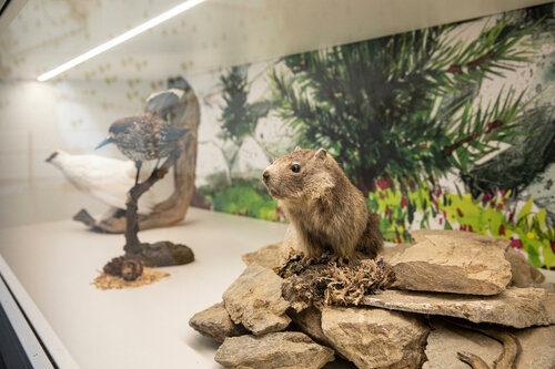 Müzeler ve sanat galerileri World Nature Forum, Valais, foto