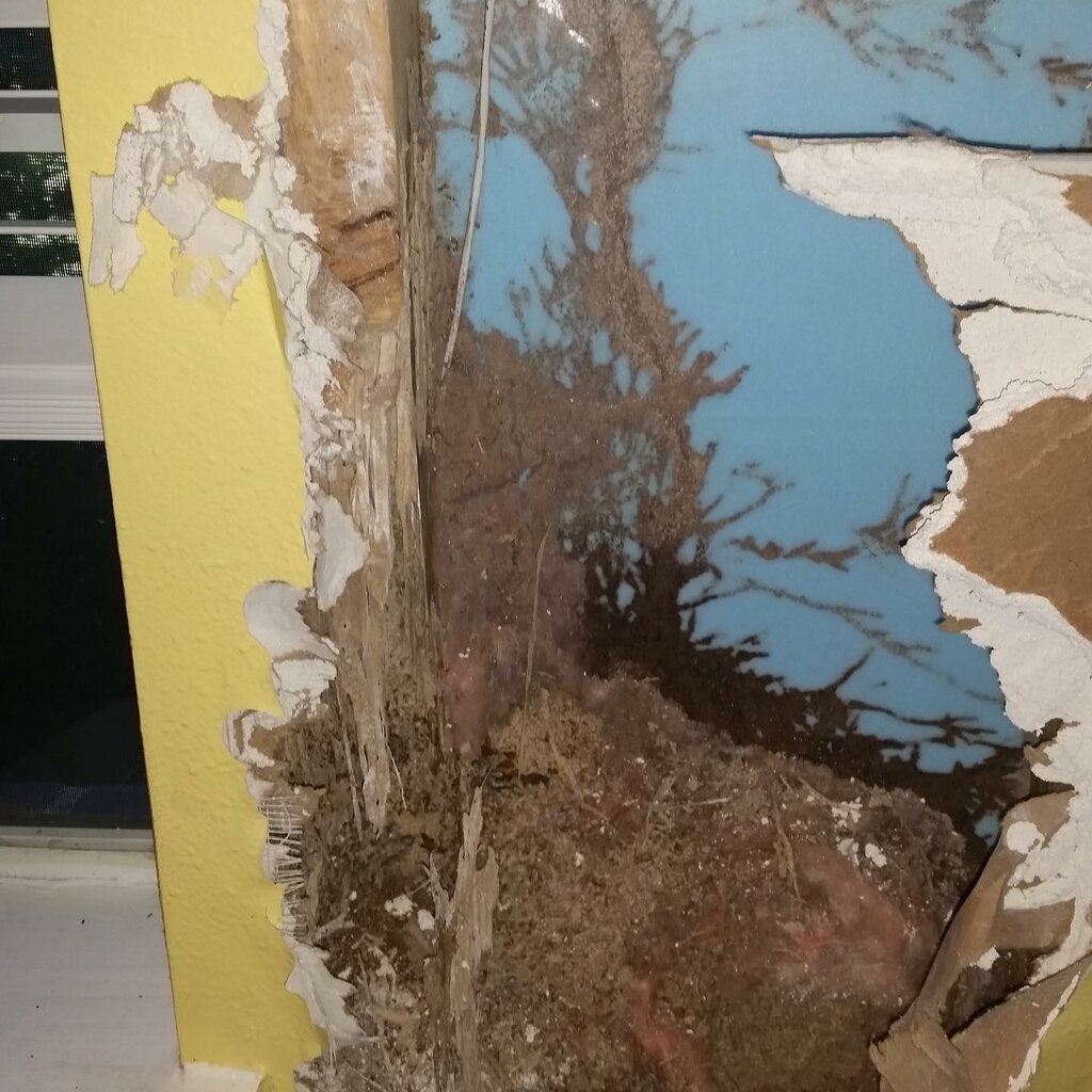 Haşere ilaçlama firmaları 007 Pest & Termite, League City, foto