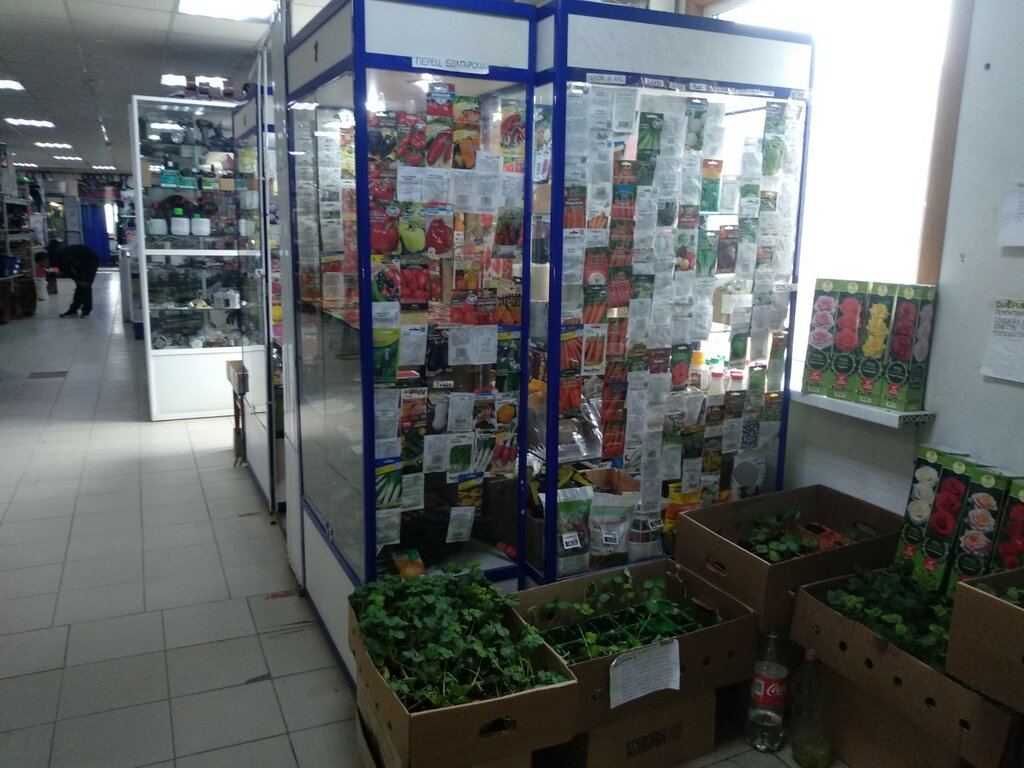 Tohum satan yerler Семена, Izhevsk, foto