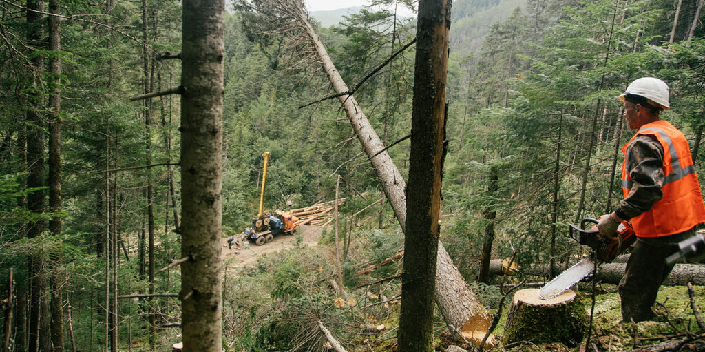 Ahşap endüstrisi New Forest Pro, Habarovski krayı, foto