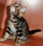 Catvivian (Zelyony Avenue No:62А), evcil hayvan yetiştiricileri  Moskova'dan