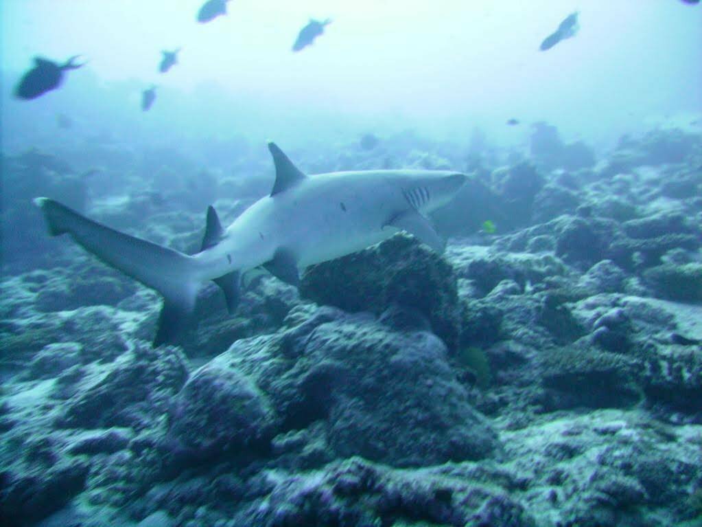 Otel Just Surf Villa Maldives, , foto
