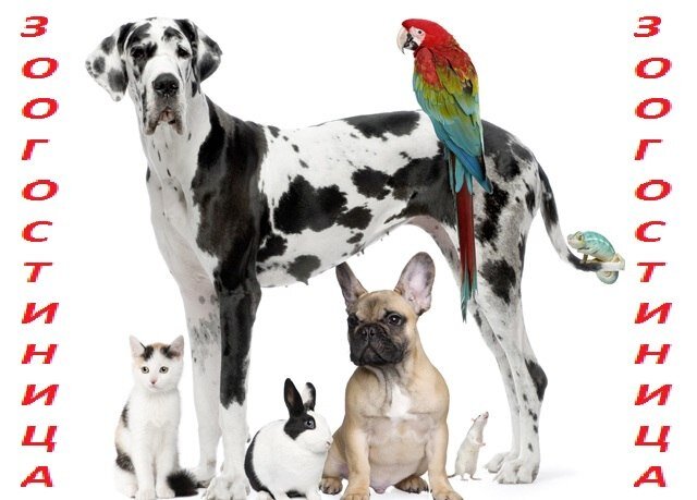 Pet otel Zoogostinitsa, Vologda, foto