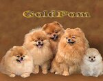 GoldPom Pomeranian (Dekabristov Street No:10к1), evcil hayvan yetiştiricileri  Moskova'dan