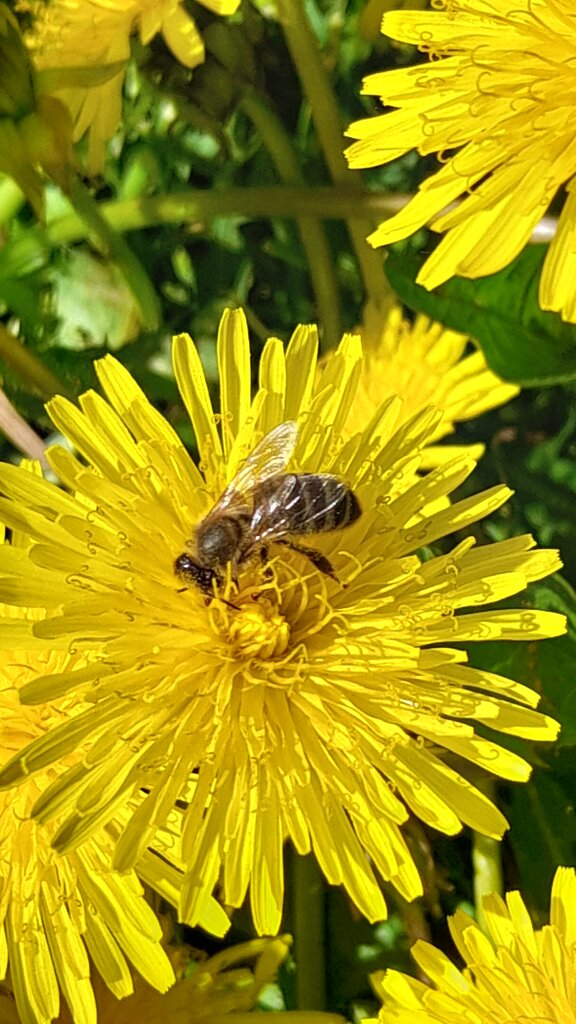 Bal ve arıcılık firmaları Oblastnaya kontora pchelovodstva, Yekaterinburg, foto