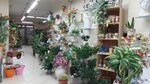 Piante e fiori di Clara Messina (Via Roma No:180, Santa Caterina Villarmosa), çiçek teslimatı  Sicilya'dan