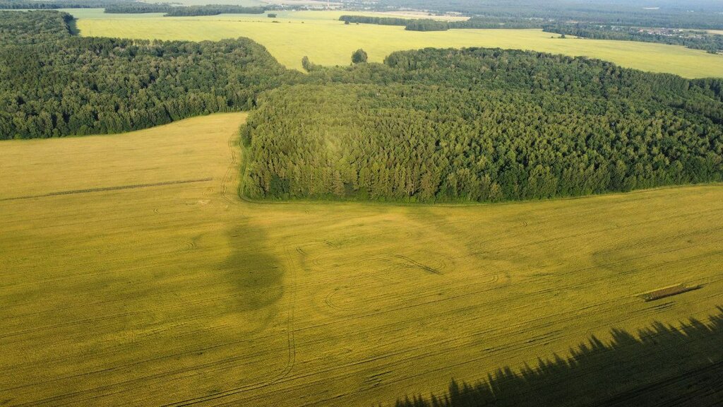 Orman Лес Обал, Moskova ve Moskovskaya oblastı, foto