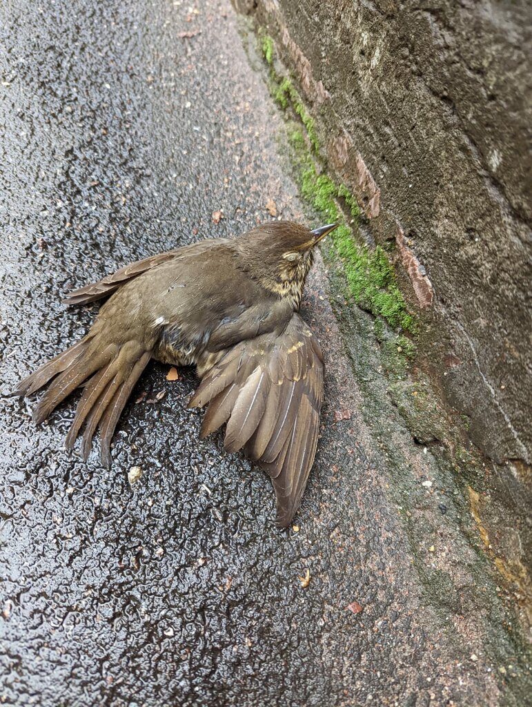 Yardım kuruluşları Сирин, Saint‑Petersburg, foto