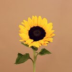 Well-flowers (Vodoprovodny Lane No:2с1), çiçekçiler  Moskova'dan