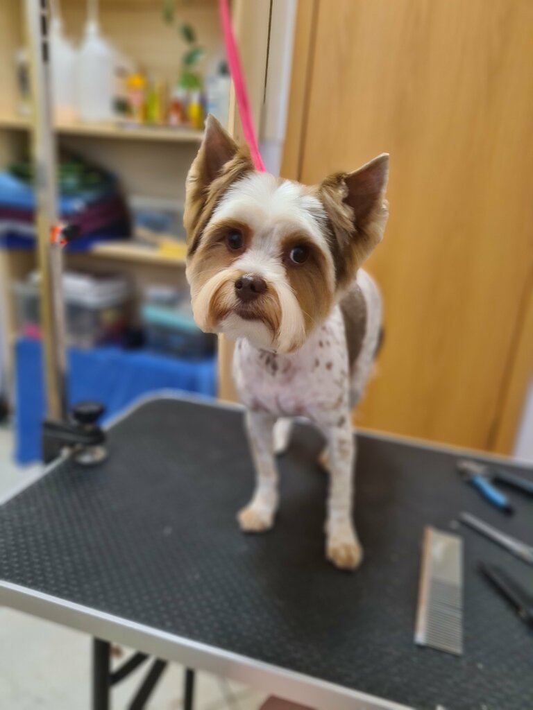 Evcil hayvan kuaförleri Groom salon Churchill, Moskova, foto