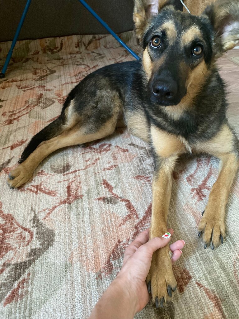 Evcil hayvan kuaförleri Маркиз, Korenovsk, foto