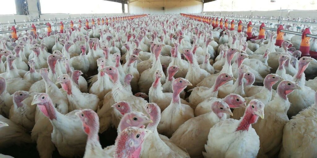 Kasap, şarküteri Pavos Santa Isabel, Cochabamba, foto