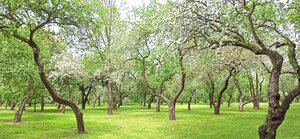 Яблоневый сад (Minsk, Lieninski City Administrative District, Yablonevy sad), parklar ve ormanlar  Minsk'ten