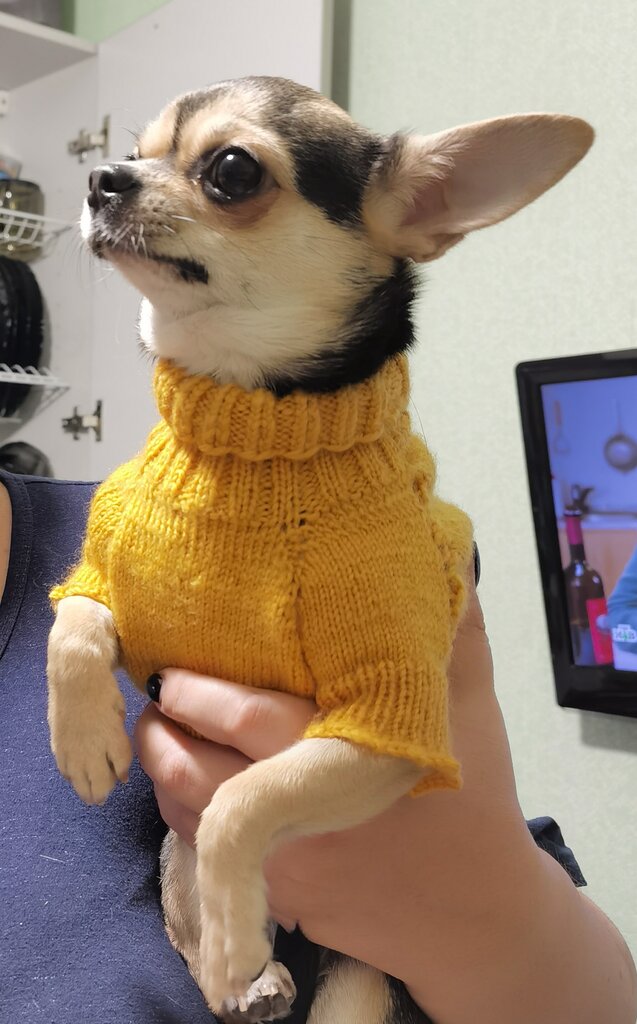 Petshop Аквахобби, Vorkuta, foto