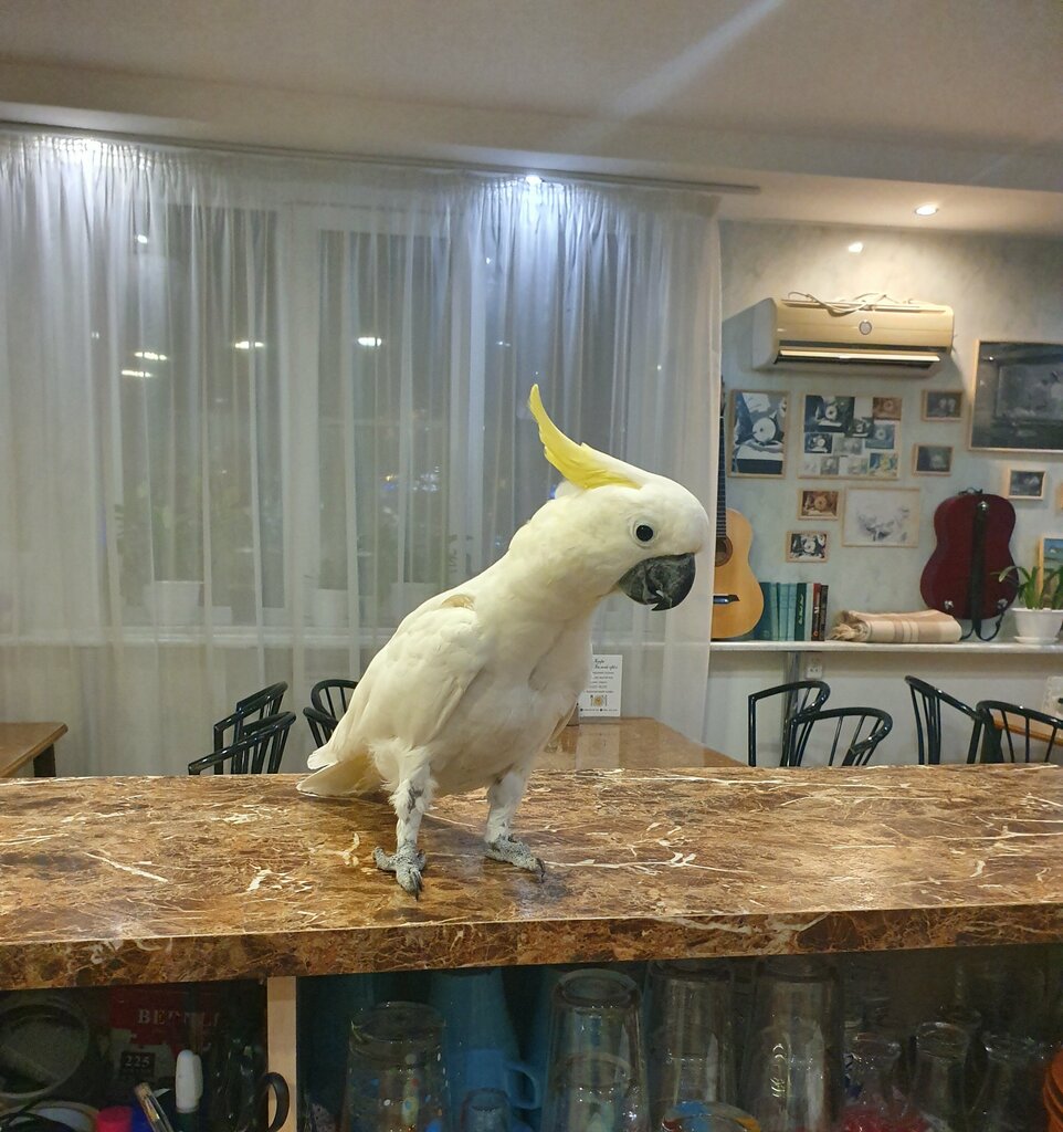 Kafe Bely Oryol, Sverdlovskaya oblastı, foto
