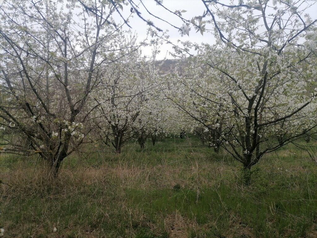 Bahçe Фруктовый сад, Kırım Cumhuriyeti, foto