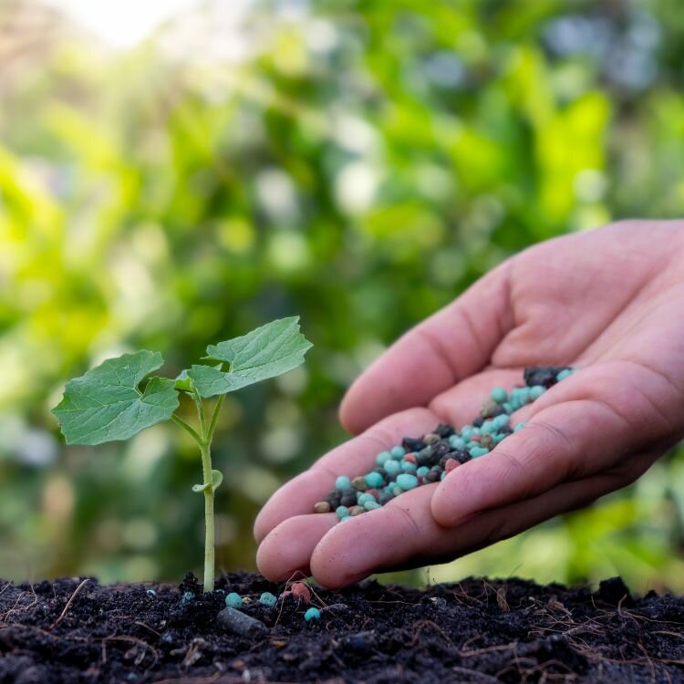 Tarım firmaları Asequimagro S. A. S., Bucaramanga, foto
