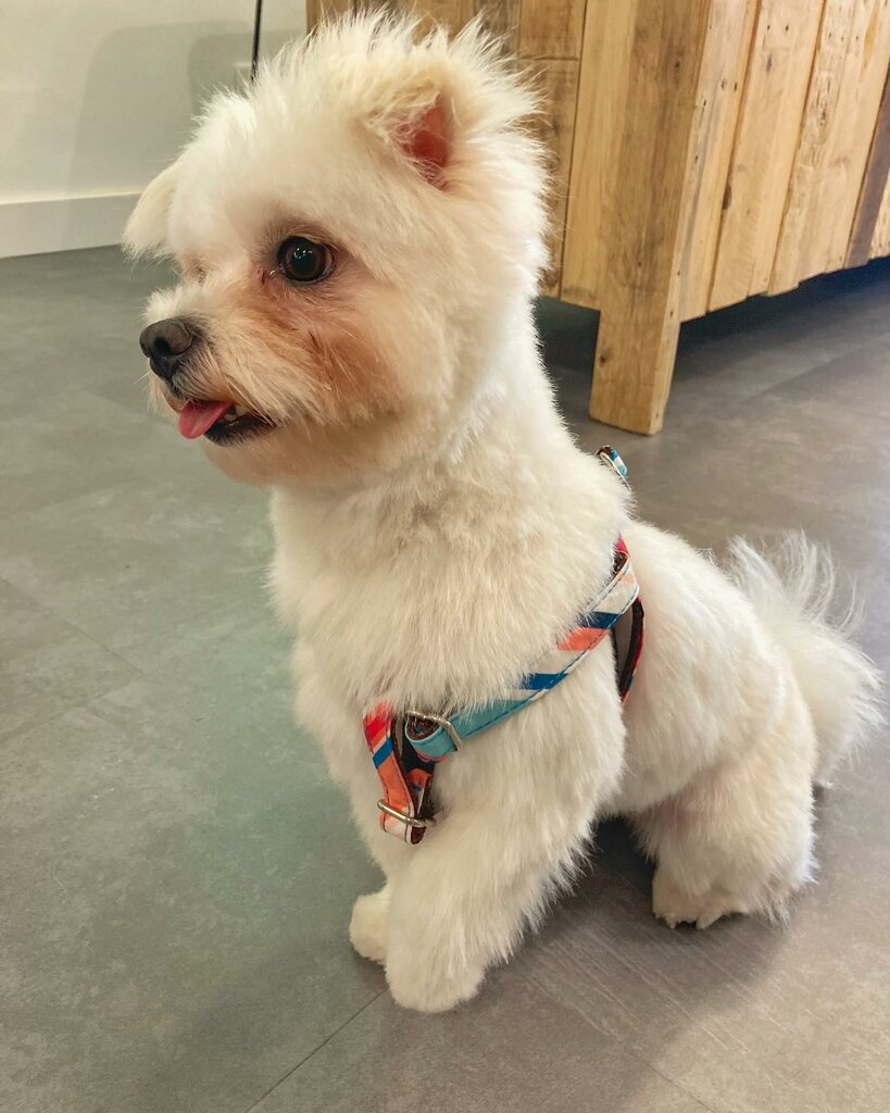 Evcil hayvan kuaförleri Laika, Barselona, foto