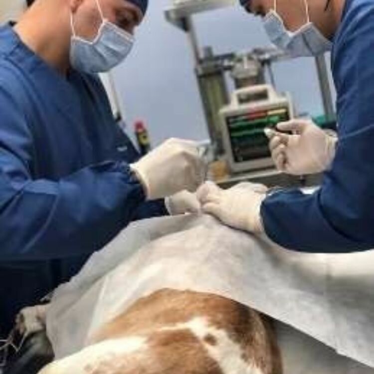 Veteriner klinikleri Caninos Y Felinos Poblado S. A. S, Medellin, foto