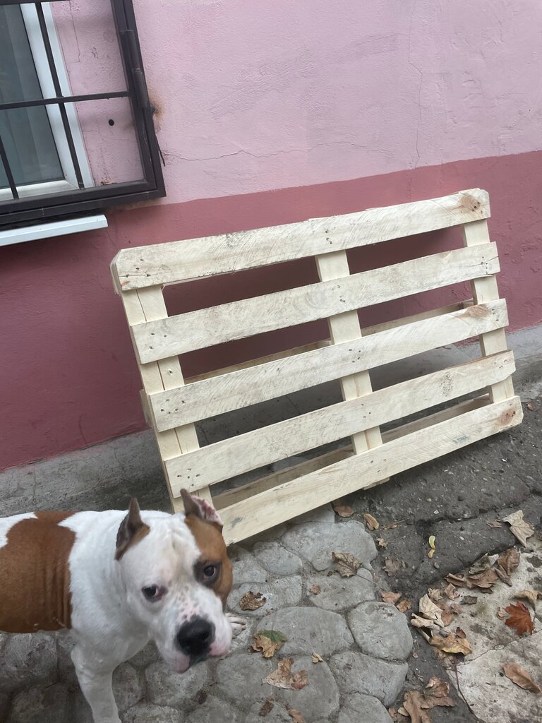 Paletler Poddon 01, Adıge Cumhuriyeti, foto