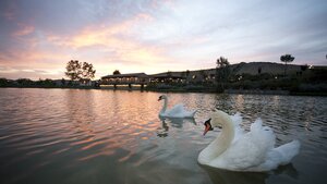 Il Lago Eventi (Tuscany, province of Florence, Traversa di Montaione, 22), restoran