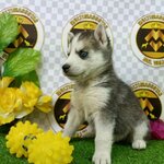 Multimascotas Del Valle (Valle del Cauca, Municipio de Santiago de Cali, Avenida Alfonso Bonilla Aragon), petshop  Cali'den