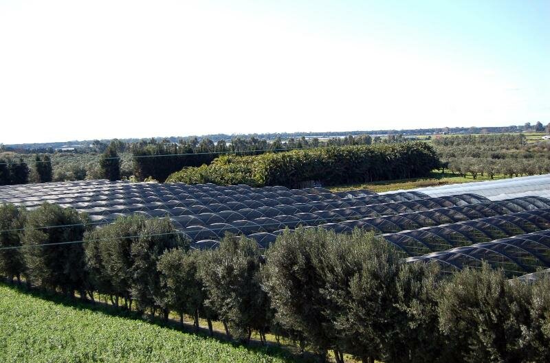 Hayvanat bahçeleri Vivai Milone - Produzione Piante - Baby Plant - Micropropagazione - Agrumi, Calabria, foto