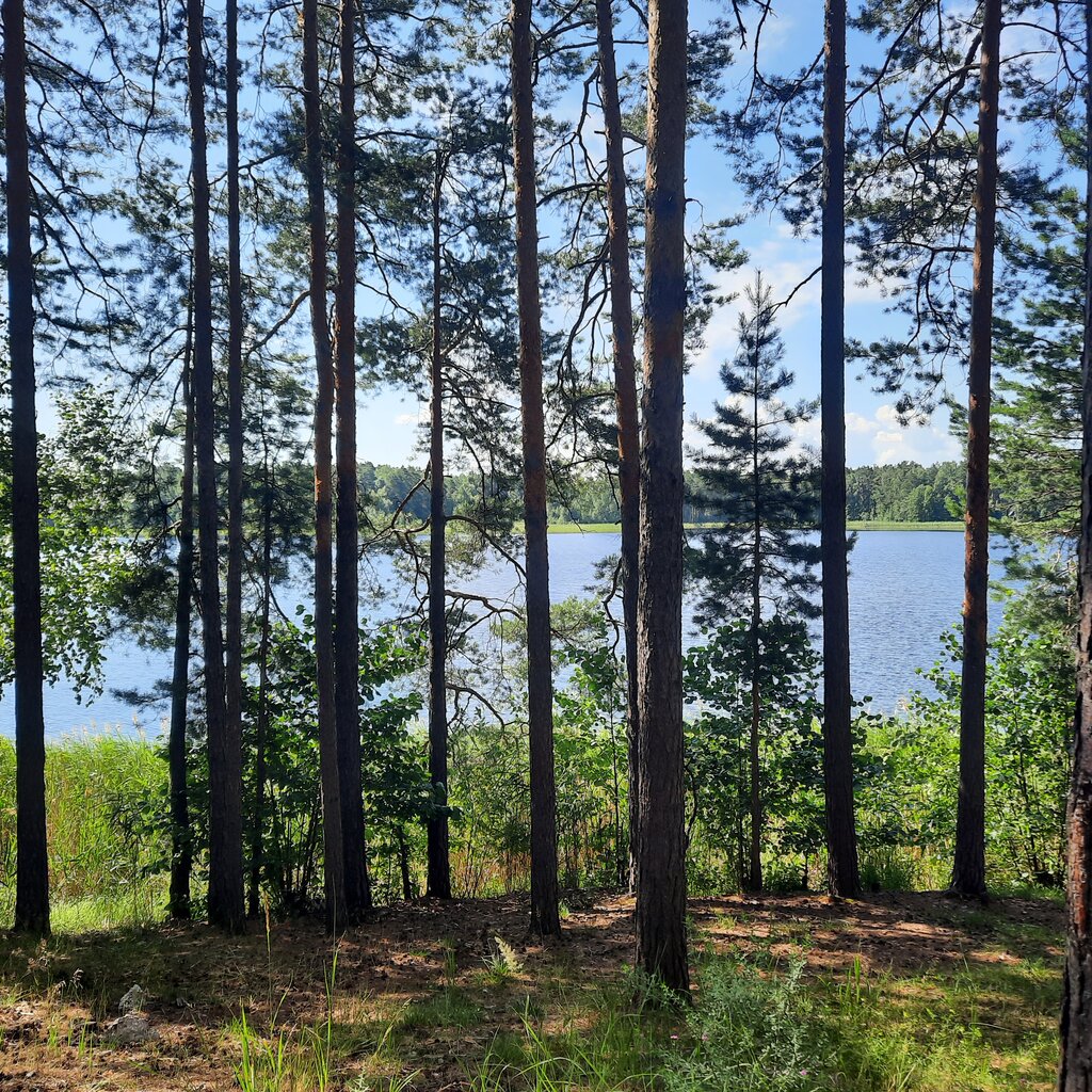 Plaj Пляж, Nijegorodskaya oblastı, foto