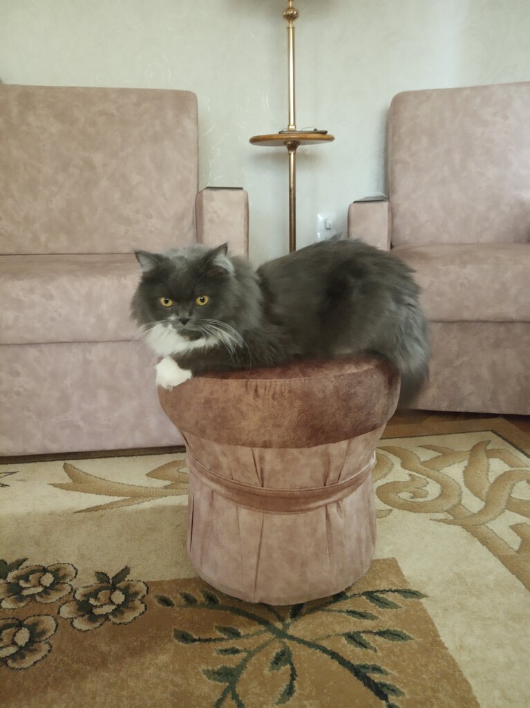 Koltuk takımı mağazaları Мега Фортуна, Saratov, foto