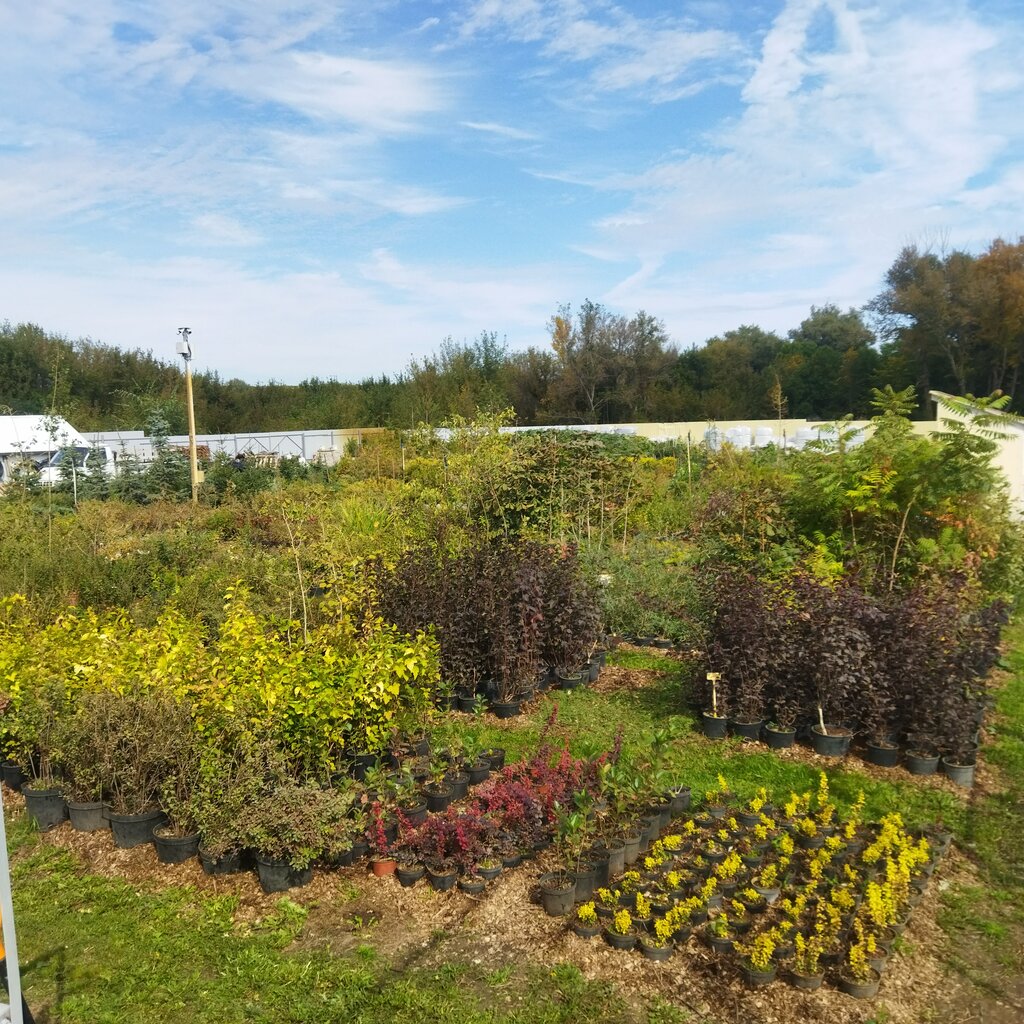 Fidan yetiştiriciliği EkoSad, Saratov, foto