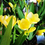 Blumen-Stier (Bavaria, Nürnberg, Bayreuther Straße, 26), çiçek teslimatı  Nurnberg'den