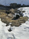 Spring, stream (Leningrad Region, Lomonosovskiy District, Ropshinskoye selskoye poseleniye, derevnya Mikhaylovskaya), pınar, çay  Saint‑Petersburg ve Leningradskaya oblastından