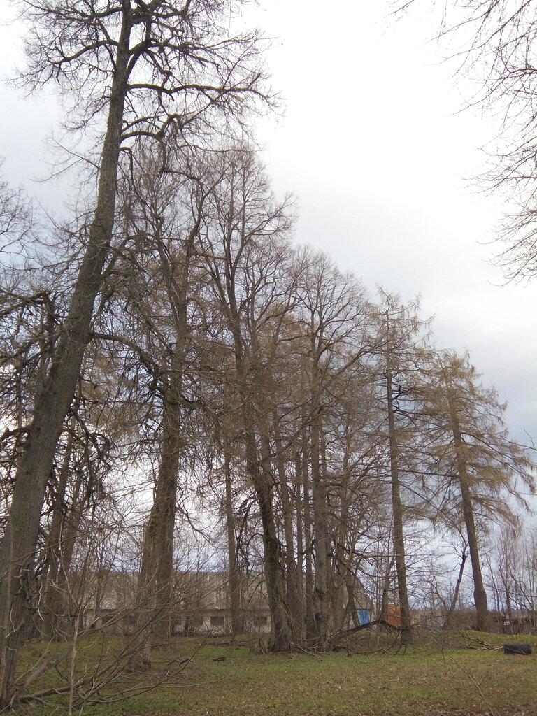 Doğa Поляна парка усадьбы Анташи, Saint‑Petersburg ve Leningradskaya oblastı, foto