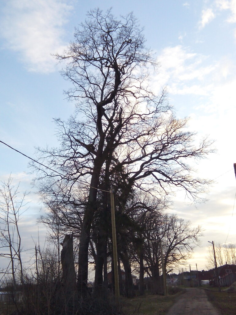 Doğa Дубовая аллея усадьбы Анташи, Saint‑Petersburg ve Leningradskaya oblastı, foto
