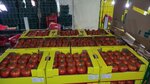 Yön Sebze Meyve Dış. Tic. Ltd. Şti (Kınık Mah., Fevzi Çakmak Blv., Kaş, Antalya), toptan sebze ve meyve satışı  Kaş'tan