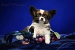 Peperuda Dog (Zelyonaya ulitsa No:14Б, Lobnya), evcil hayvan yetiştiricileri  Lobnia'dan