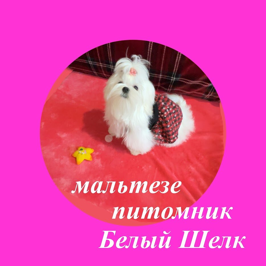 Evcil hayvan yetiştiricileri Beliy Shelk, Çeliabinsk, foto