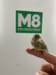 M8 (Archangel Region, Severodvinsk), oto yıkama  Severodvinsk'ten
