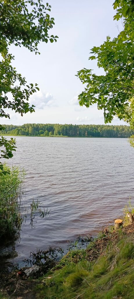 Plaj Пляж, Brianskaya oblastı, foto