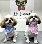 Mr Clippers (Al Saqr Business Tower, Trade Center Second, Dubai), evcil hayvan kuaförleri  Dubai'den