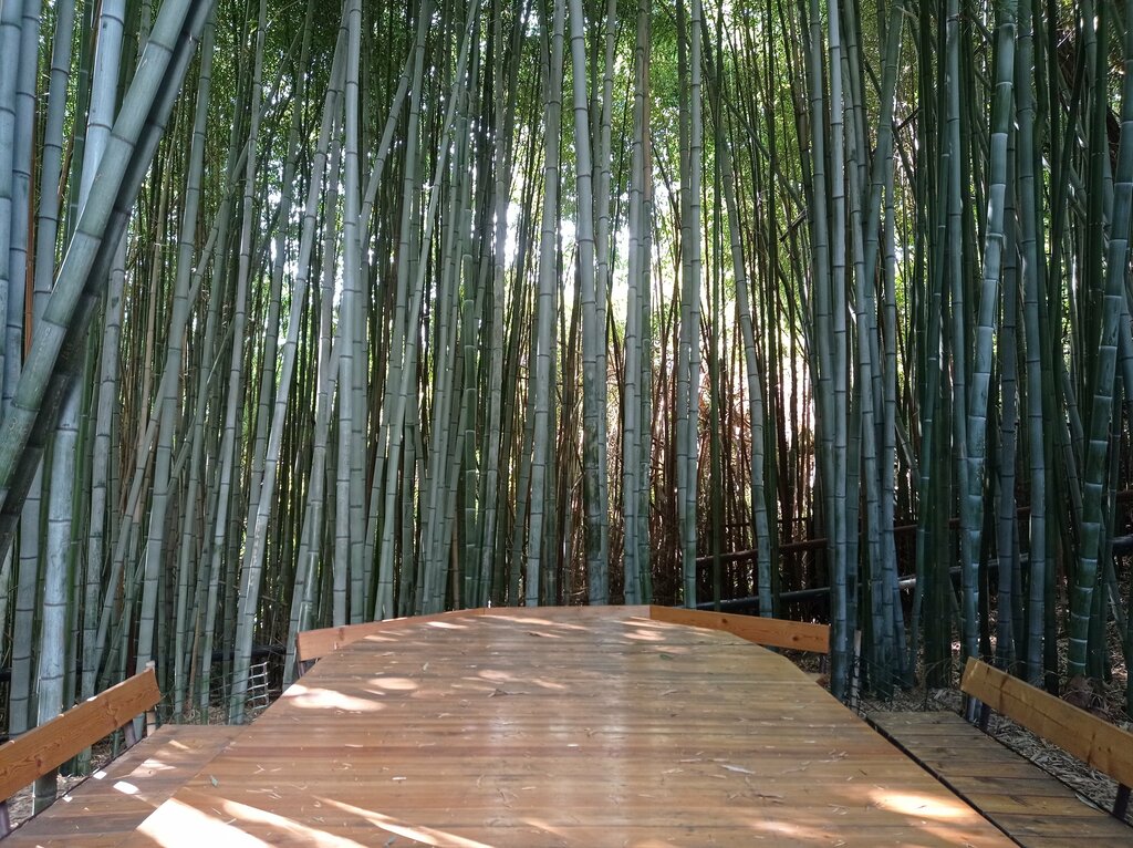 Dekorasyon ve süsleme, onur panosu Friendship Tree, Soçi, foto