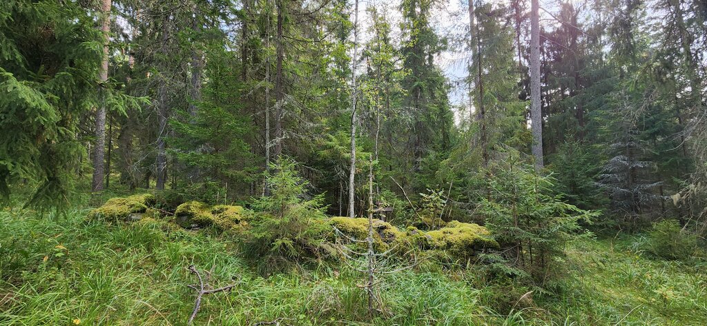 Turistik yerler Place of solitude of schemamonk Seraphim, Karelya, foto