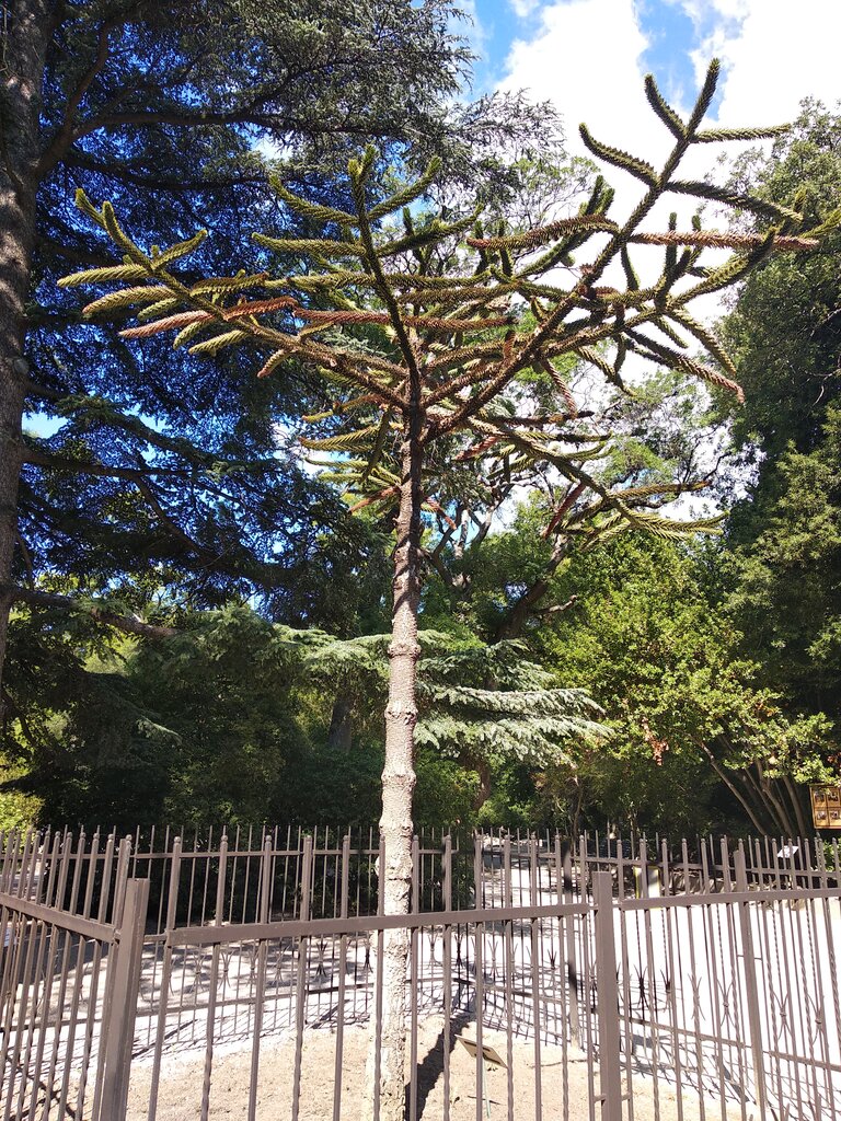 Turistik yerler Араукария Чилийская, Alupka, foto