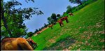 Nhb Farmhouse (Province of Punjab, Faisalabad District), tarım firmaları